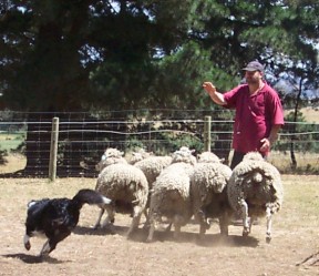 Dog Training Made Easy