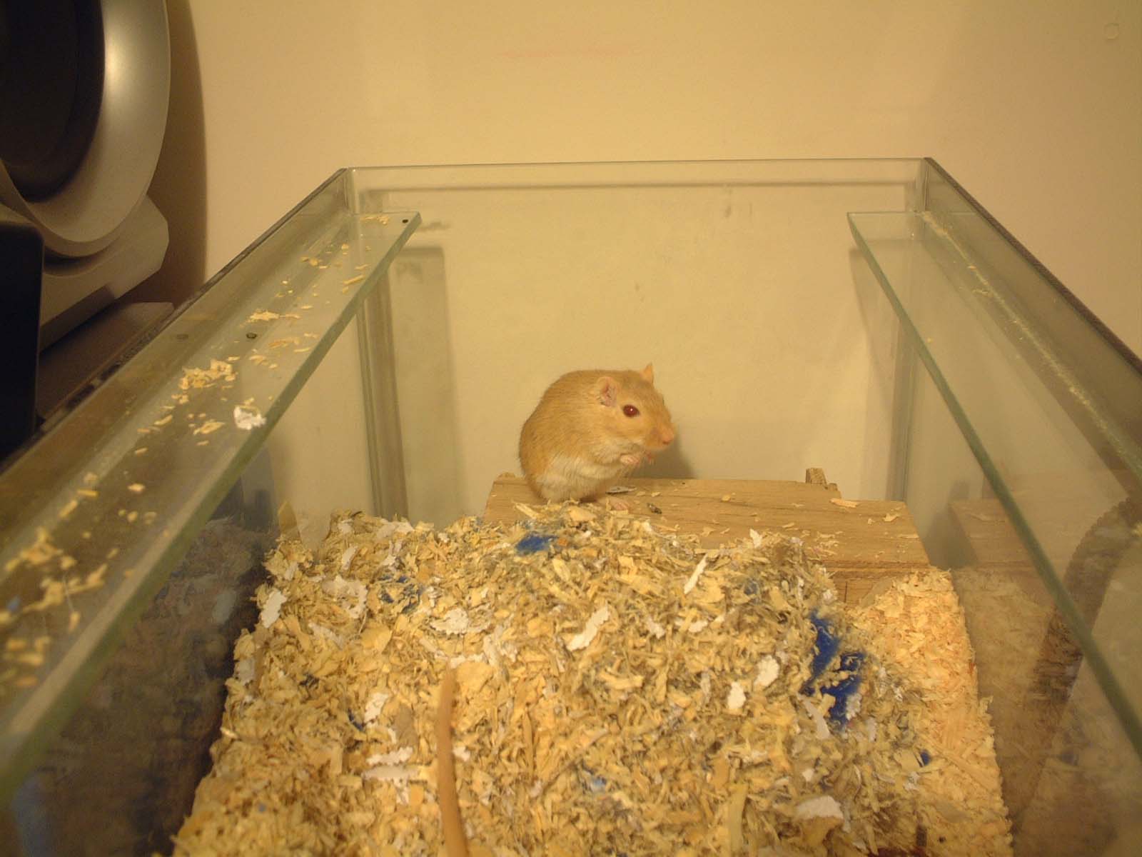 gerbils