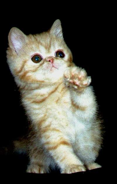 Doll Like Cattery - Kittens