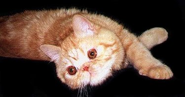 Doll Like Cattery - Kittens