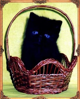 Doll Like Cattery - Kittens
