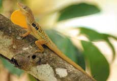 Domnitjen Magazine: Lizards of Dominica (Volume 5, Issue 1)