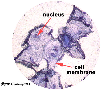 Human Cheek Cell 100x