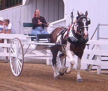 Doubletree Farm - Spotted Draft Horses