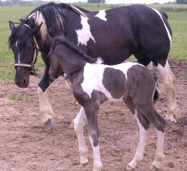 Doubletree Farm - Spotted Draft Horses
