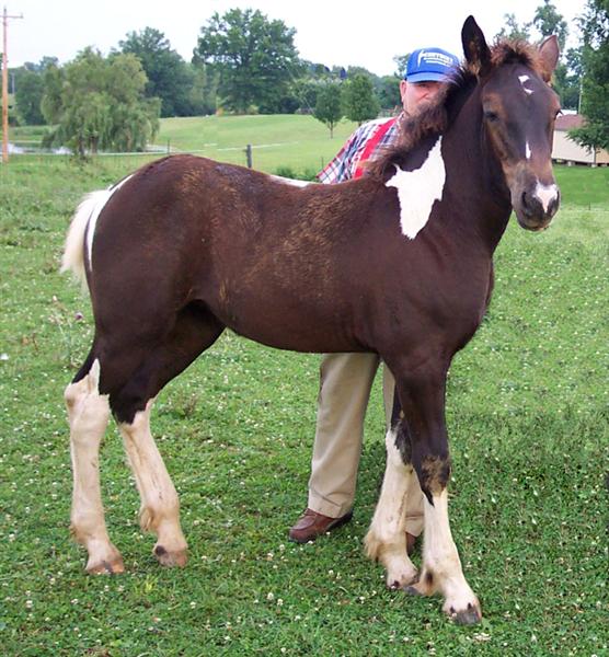 Doubletree Farm - Spotted Draft Horses