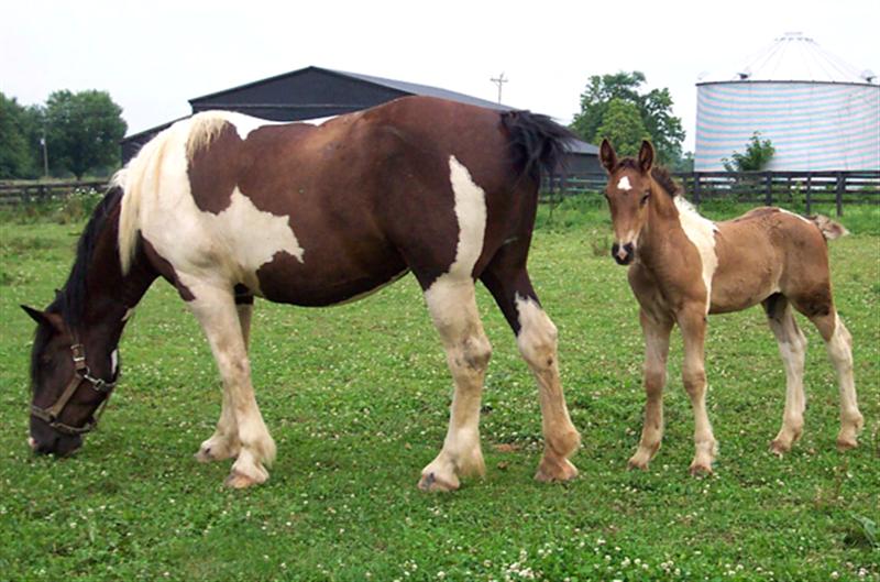 Doubletree Farm - Spotted Draft Horses