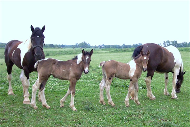 Doubletree Farm - Spotted Draft Horses