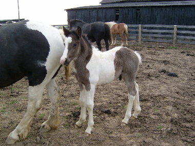 Doubletree Farm - Spotted Draft Horses