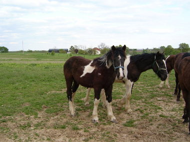 Doubletree Farm - Spotted Draft Horses