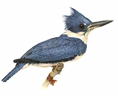 David Albis Kingfisher Page