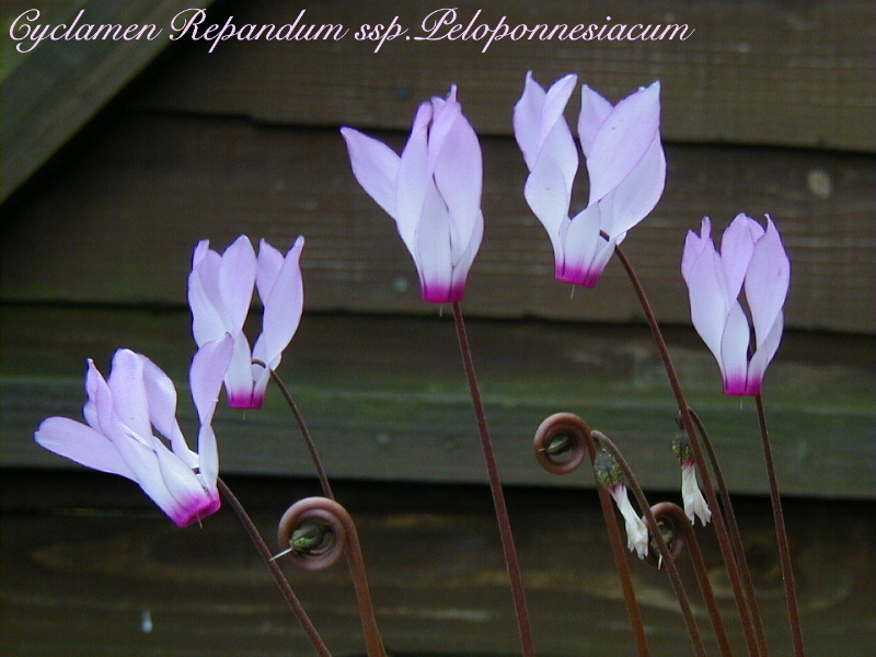 Cyclamen