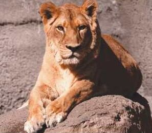 lionpics