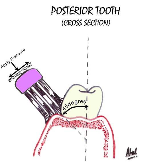 Proper technique of Brushing