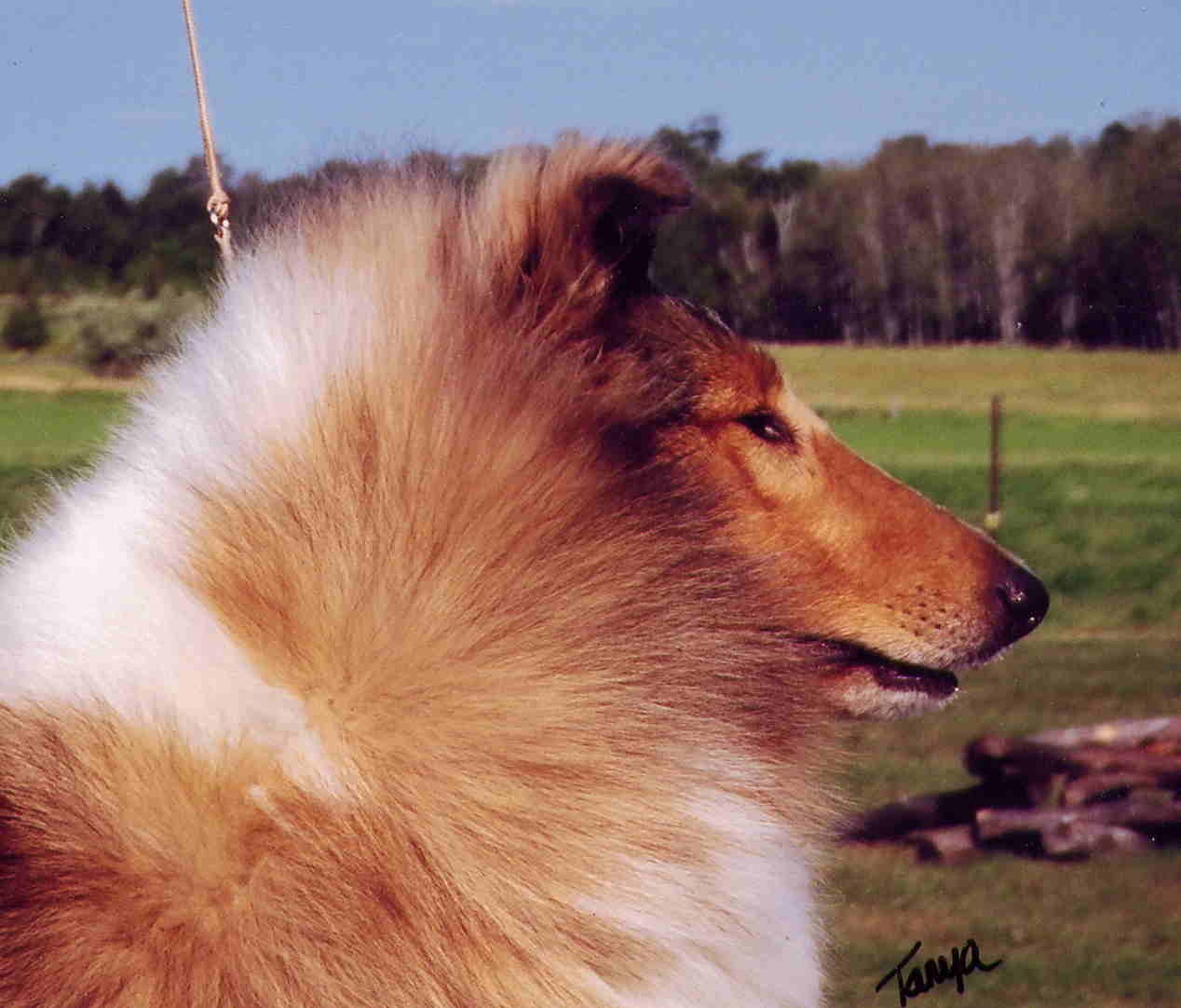 index [www.geocities.ws]