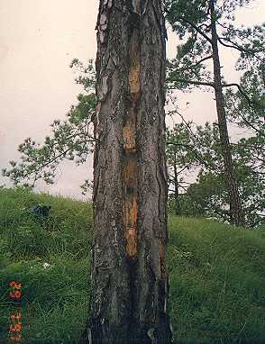 Retapping Chir Pines Trees in Himachal Pradesh, India