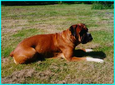 Boxer Dula's Holidays in Denmark