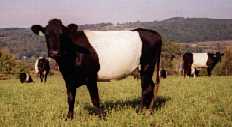 Dutch Belted Cattle