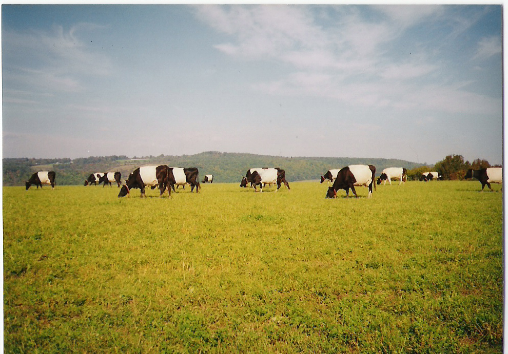 Dutch Belted Cattle