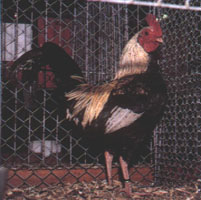 Lylloff's TIPS & ODDSET service