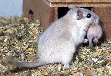 Gerbil Color Types Veelgestelde Vragen Gerbils | Supreme Petfoods