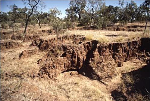 Soil Erosion Deforestation