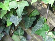 Ellen Dugan - Witches' Garden