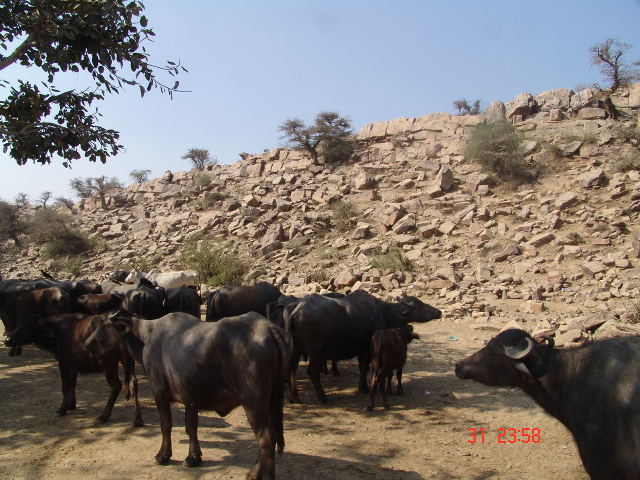 Cow Protection Right From Home