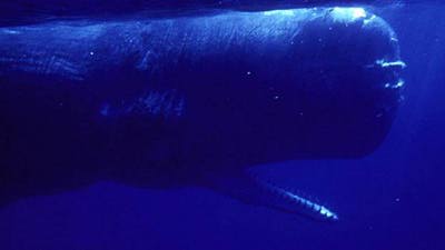 Cachalote Fotos