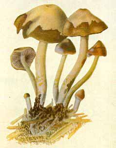 Robert Gordon Wasson -Raros Hongos