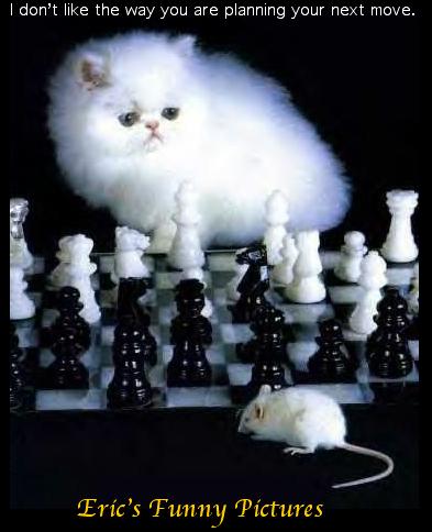 Eric Funny Pictures > Cat Mouse Chess