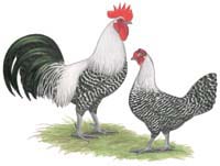 fayoumi égyptien
