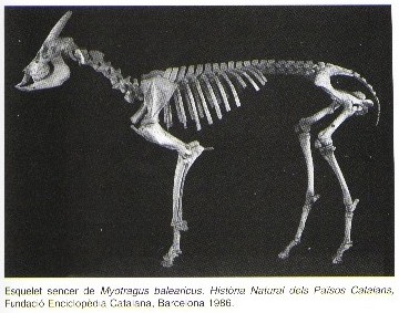 Myotragus balearicus Pleistocèmitjà a Holocè