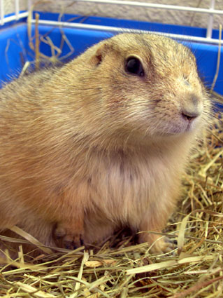 Untitled Document [www.geocities.ws]