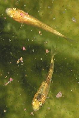 Estanques y carpas Koi