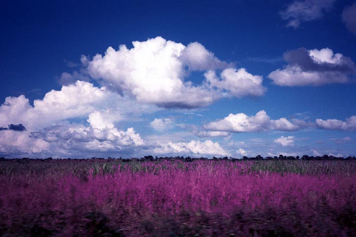 openfield