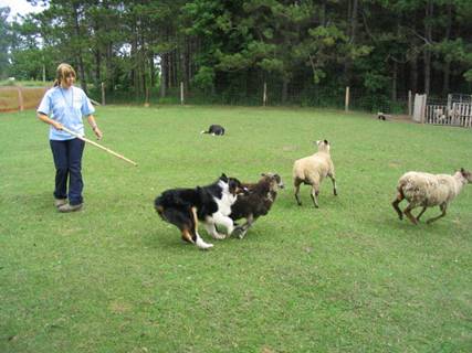 Herding -- Extreme Aussies
