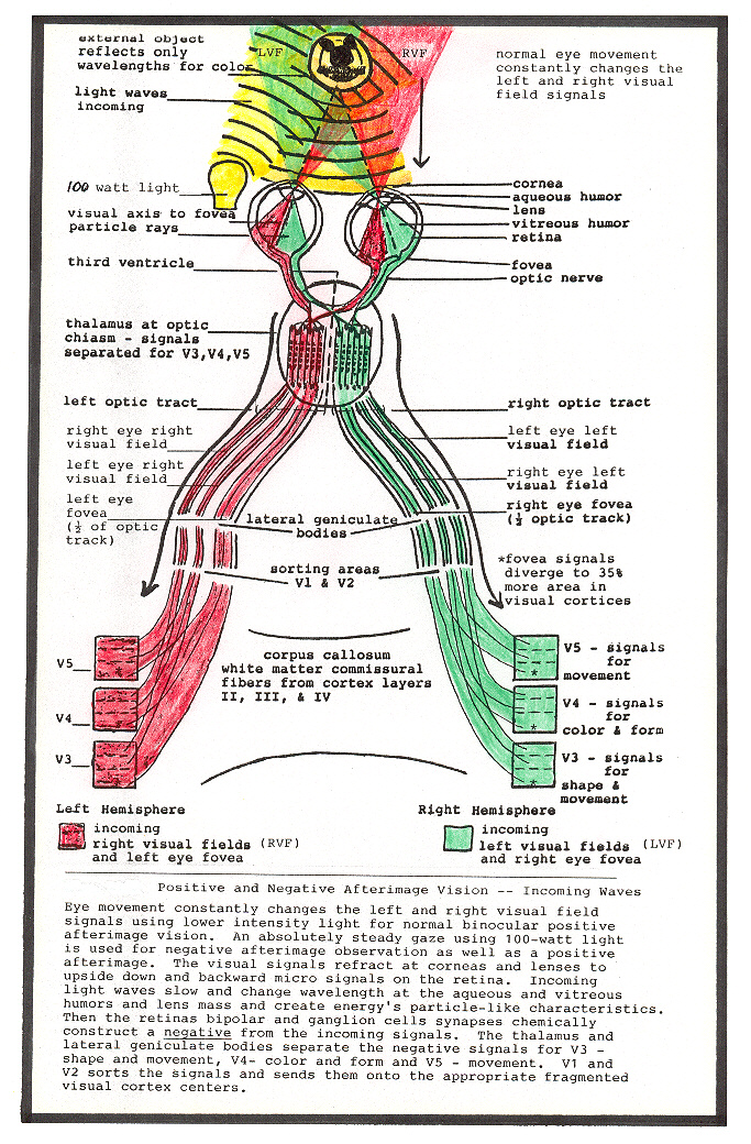 Positive and Negative Afterimages Instructions & Process