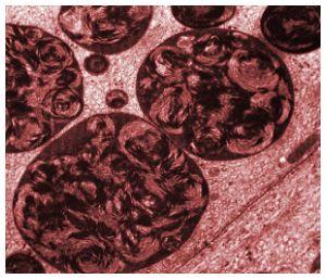 FarmPedia - Lisossomos