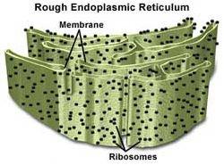 FarmPedia - Retículo endoplasmático