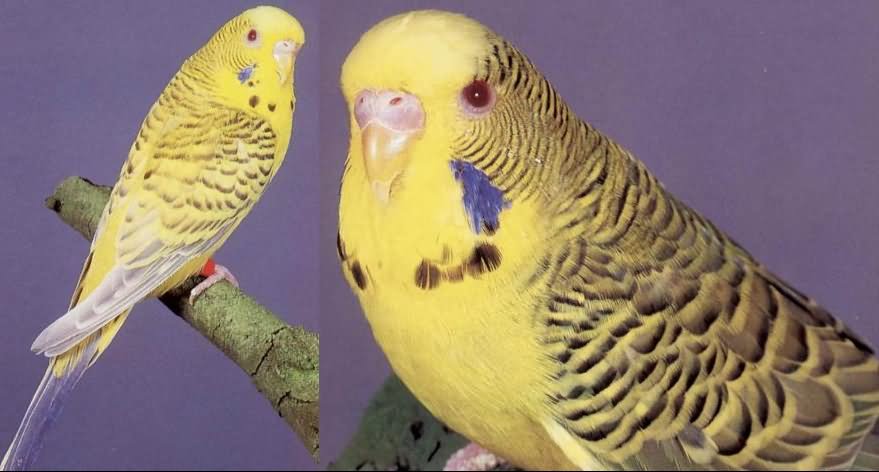 Fallow Budgerigars Gallery 1