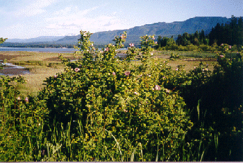 The History of Fanny Bay