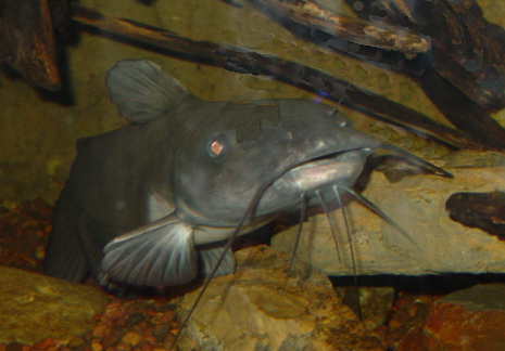 AnimalsCatfish