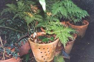 Davallia - Davalliaceae : fernSiam.com - Tan Homepage