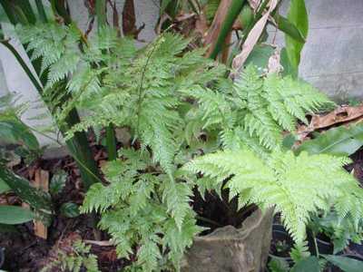 Davallia - Davalliaceae : fernSiam.com - Tan Homepage