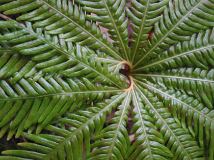 Matonia - MATONIACEAE : fernSiam.com