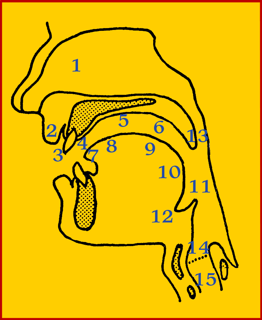 Curso de Locución Gratis: El Aparato Fonatorio [Vídeo]