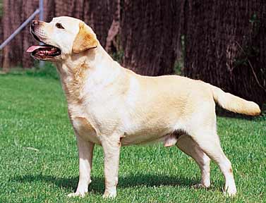 Esta es la RAZA DE PERRO más BONITA y lo sabeis.... - Página 8 - Forocoches