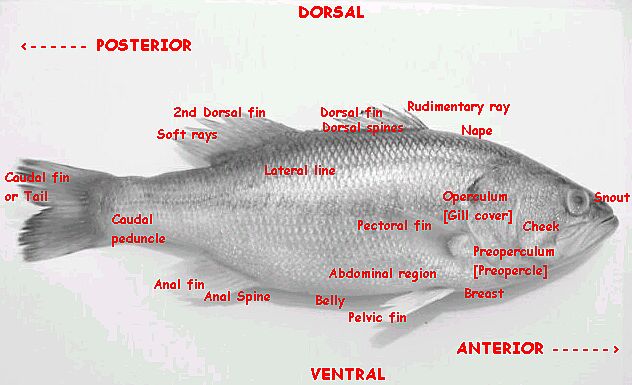 Fishanatomy.page