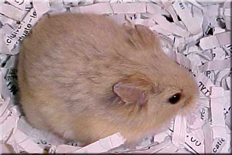 Dwarf Hamster Breeding Pairs